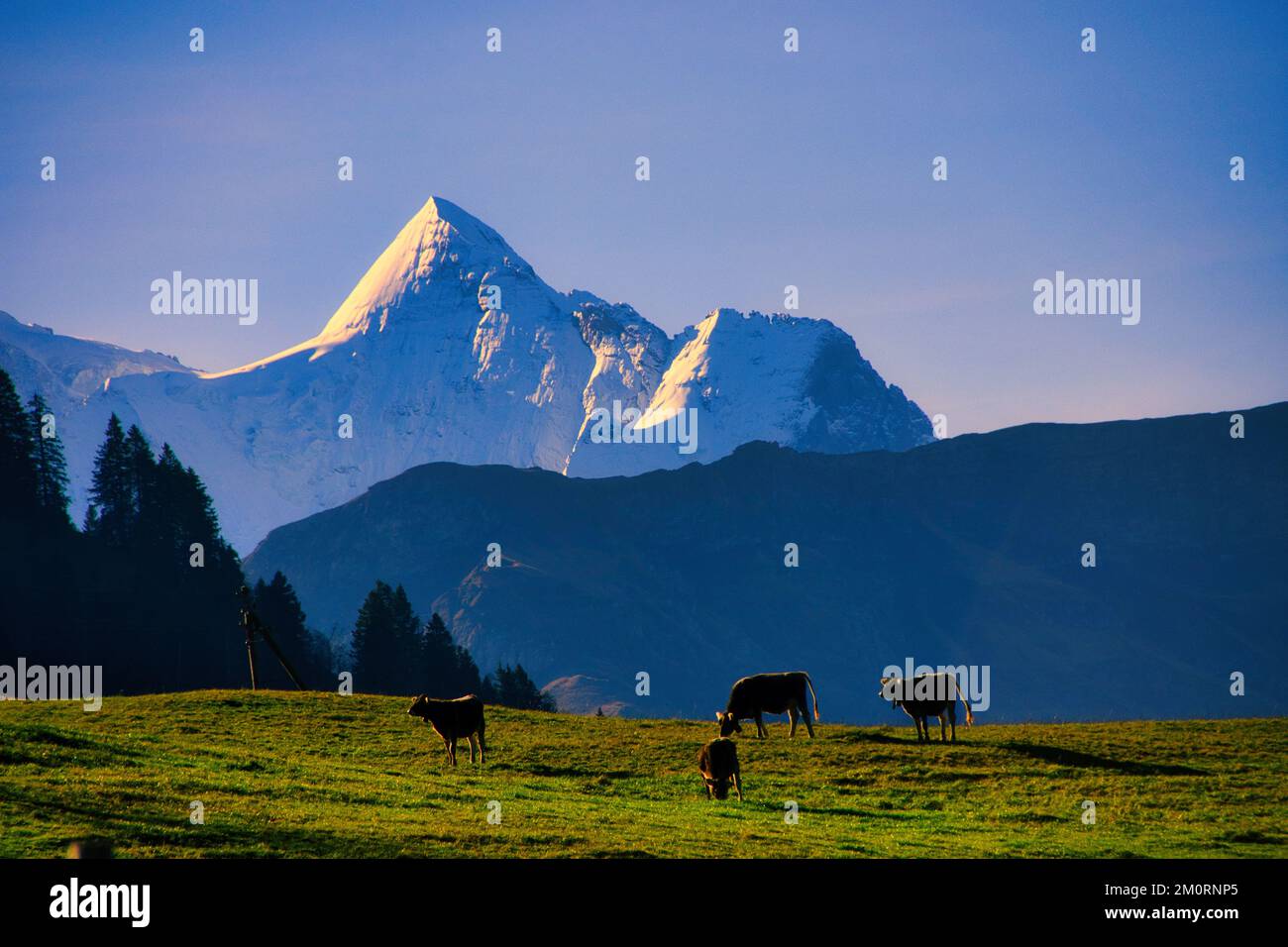 Alpine scenery with cows grazing in a meadow, Lungern, Switzerland ...
