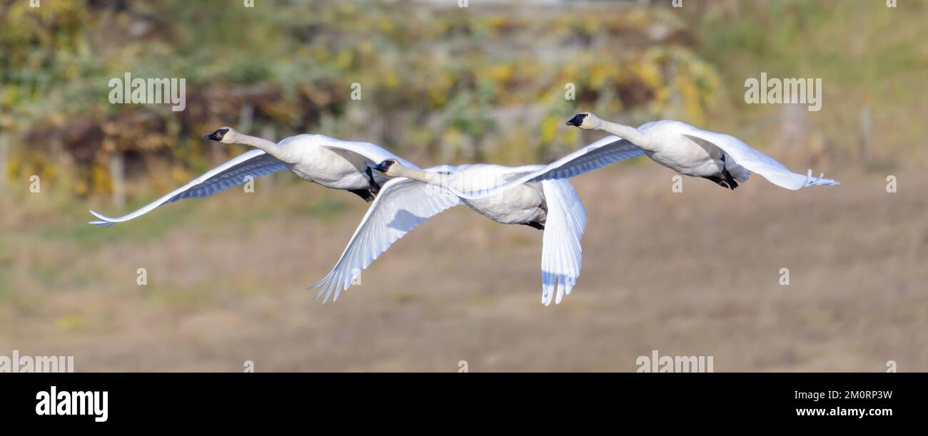 Three Trumpeter Swans in Flight, Saanich, Vancouver Island, British ...