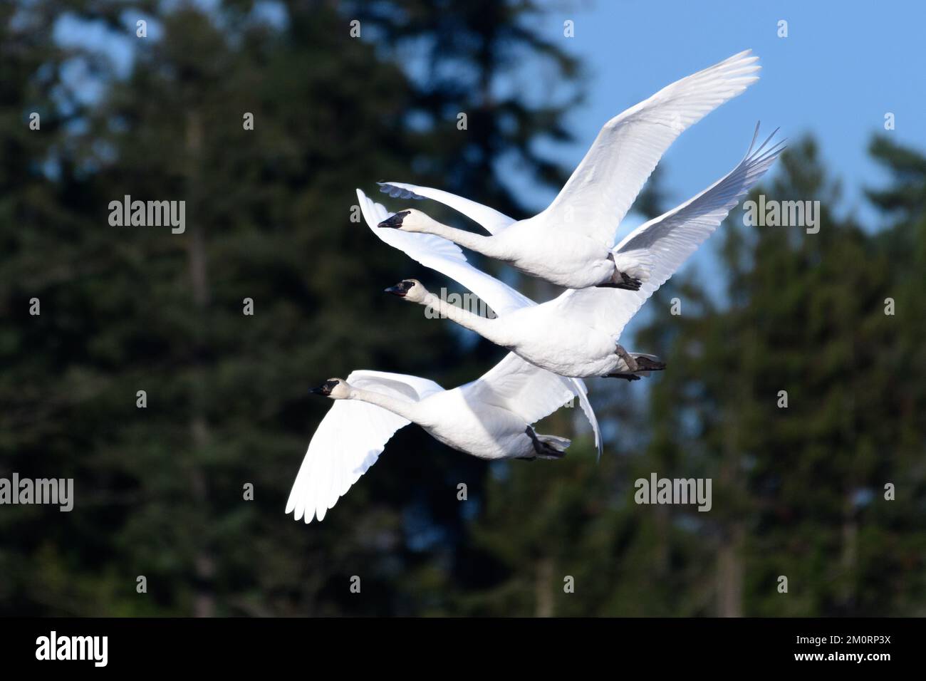 Three Trumpeter Swans in Flight, Saanich, Vancouver Island, British ...