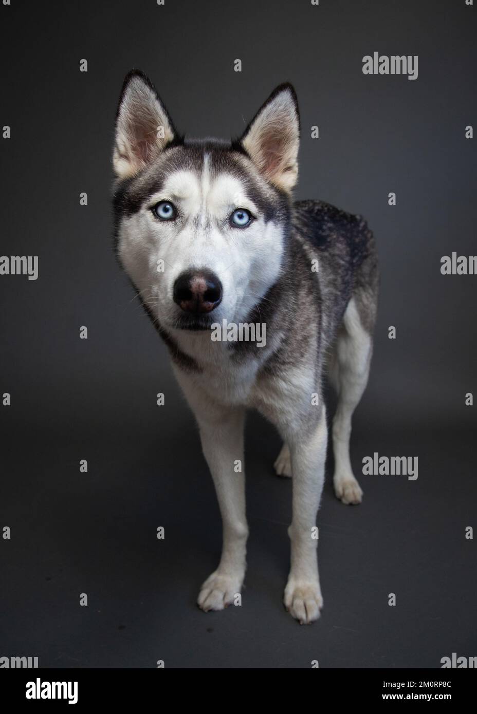 Portrait of a full length siberian husky Stock Photo - Alamy
