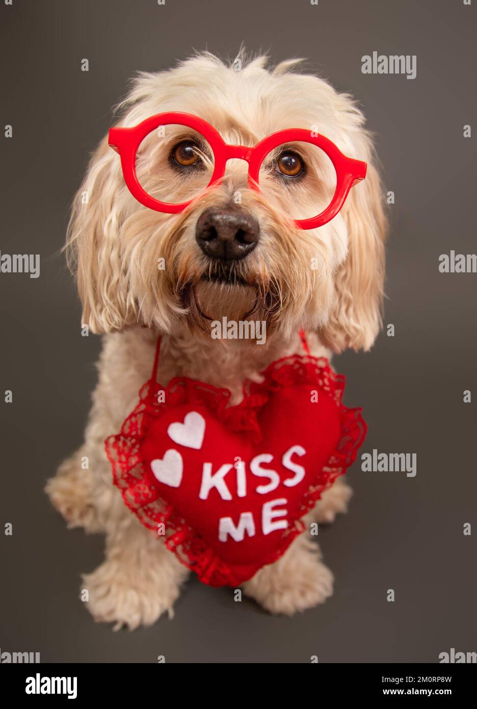 Portrait of a Cockapoo wearing a kiss me sign and novelty glasses Stock ...