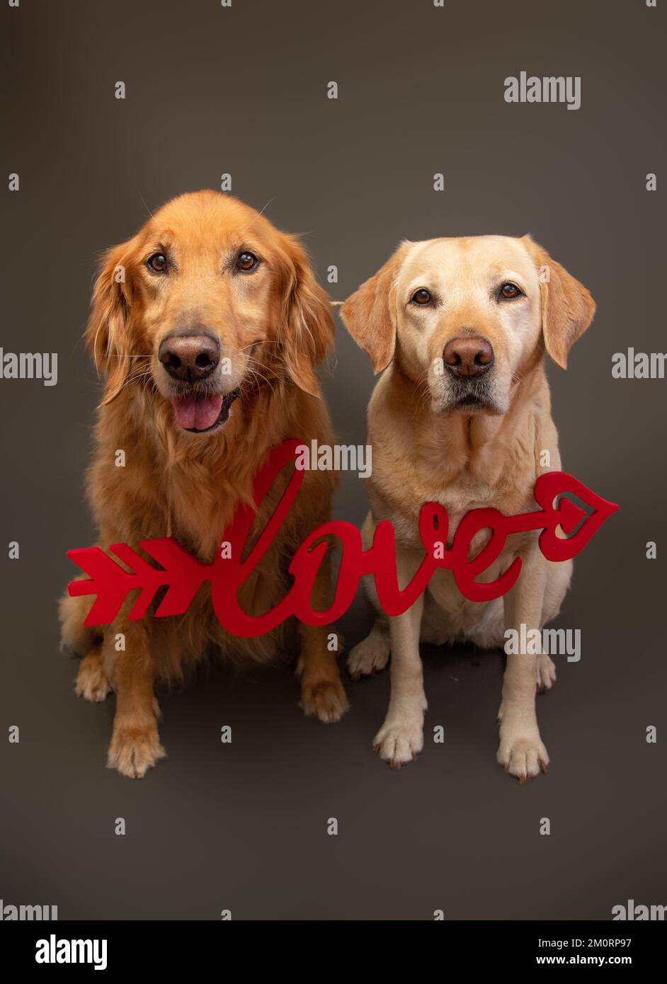 Golden retriever and yellow labrador retriever dog sitting side by side ...