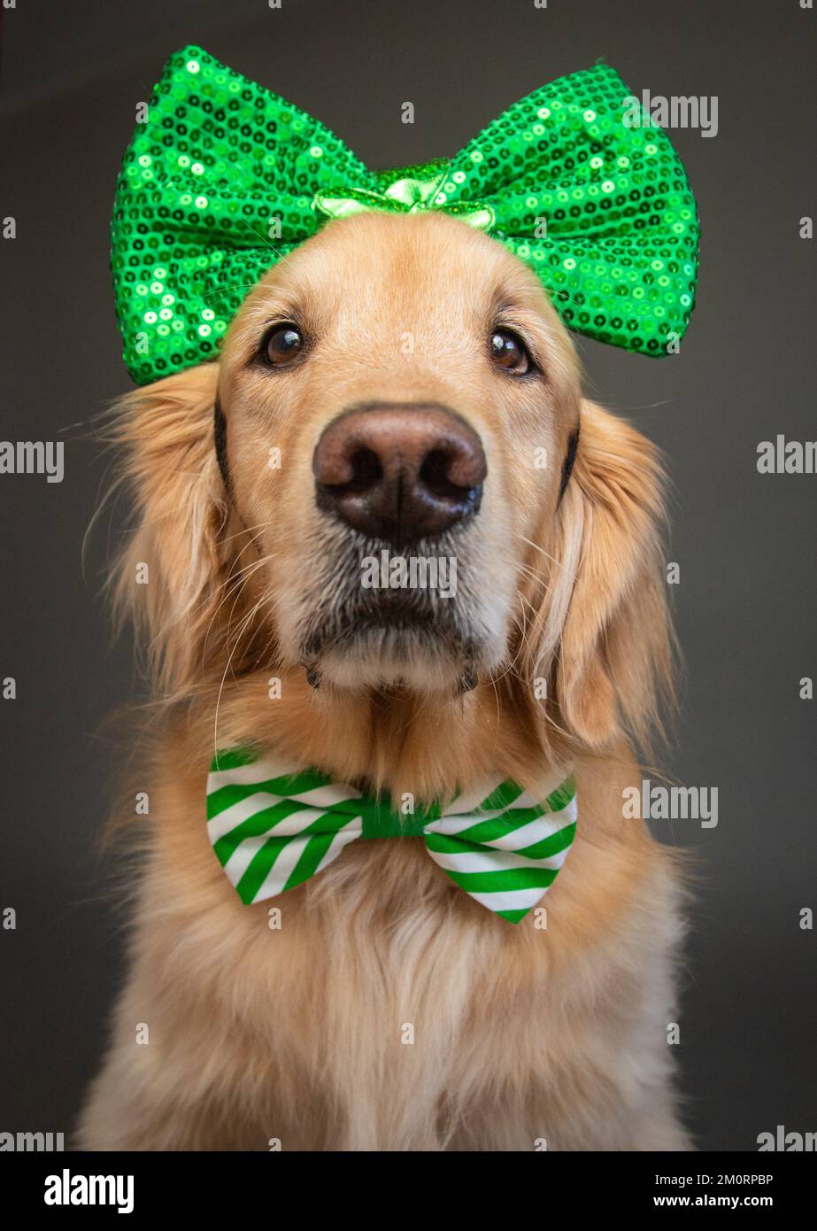 Golden retriever dog looking grey hi-res stock photography and images ...