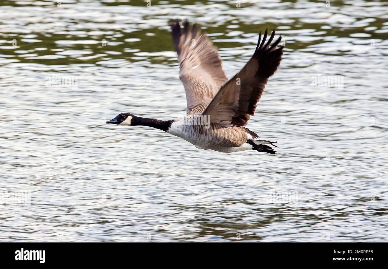 A view of the goose flying over the lake Stock Photo - Alamy