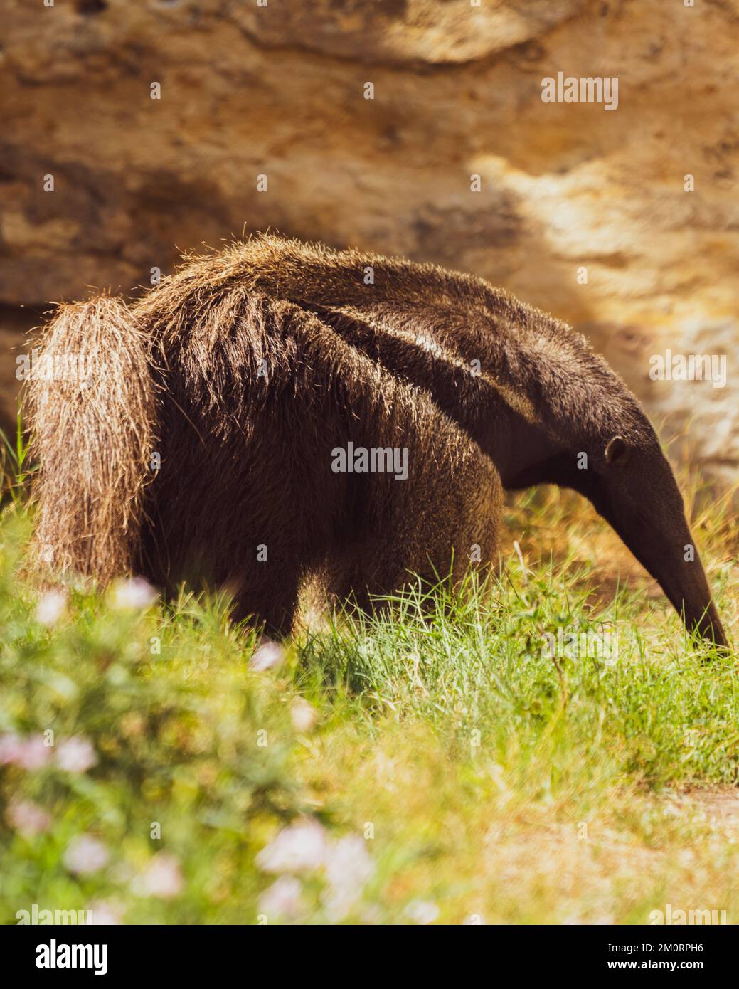 Giant Anteater Standing