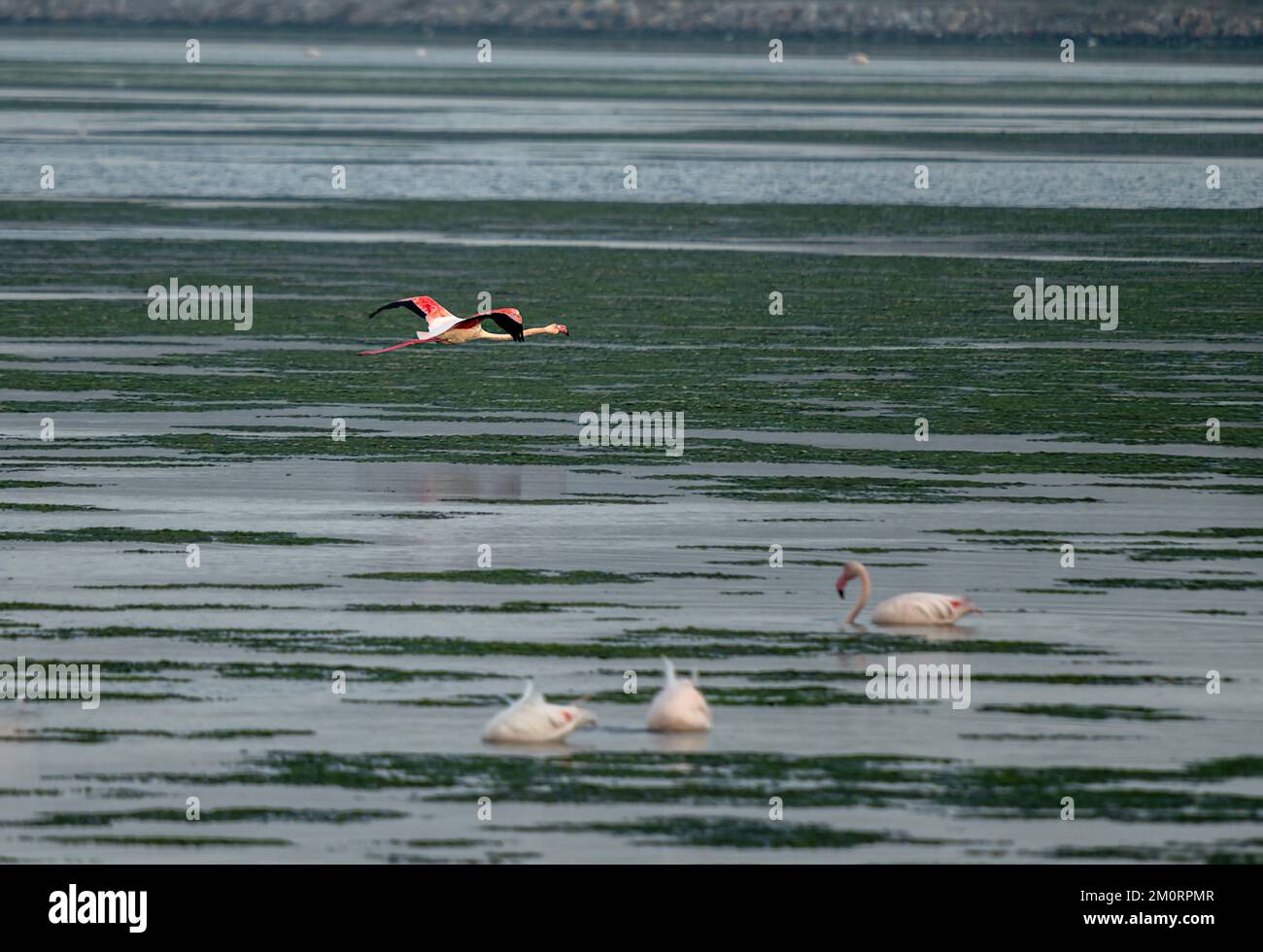 flamingo flying over the lake Stock Photo - Alamy