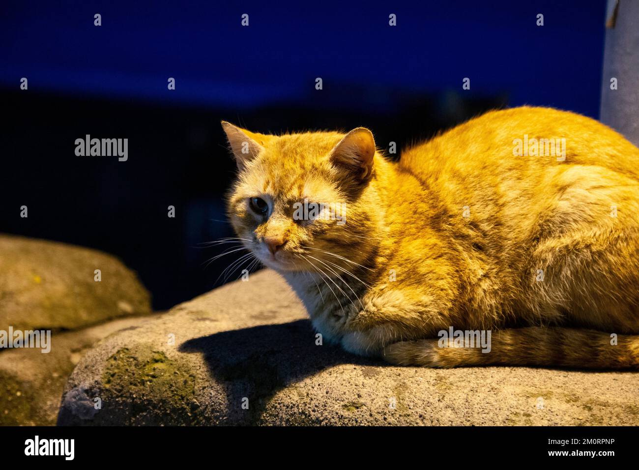 Sad, lonely cat sitting under a street light at night (Positano, Amalfi ...