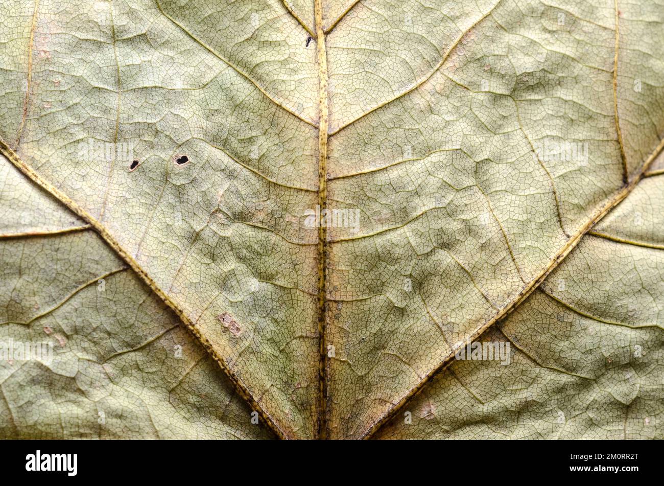 Close-up macro of dry maple leaf with branching veins, abstract tissue ...