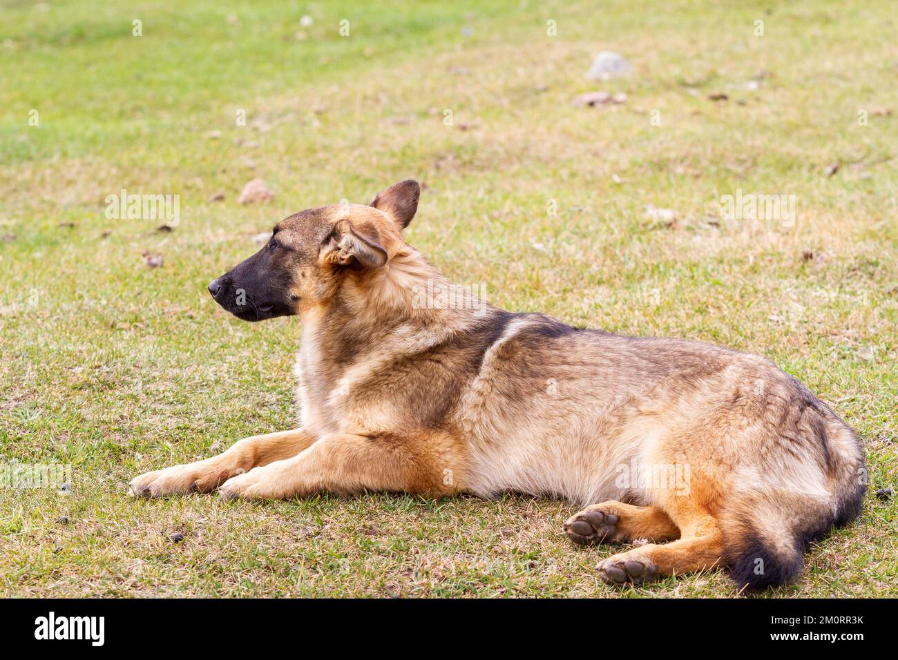 Poor thin stray dog hi-res stock photography and images - Alamy