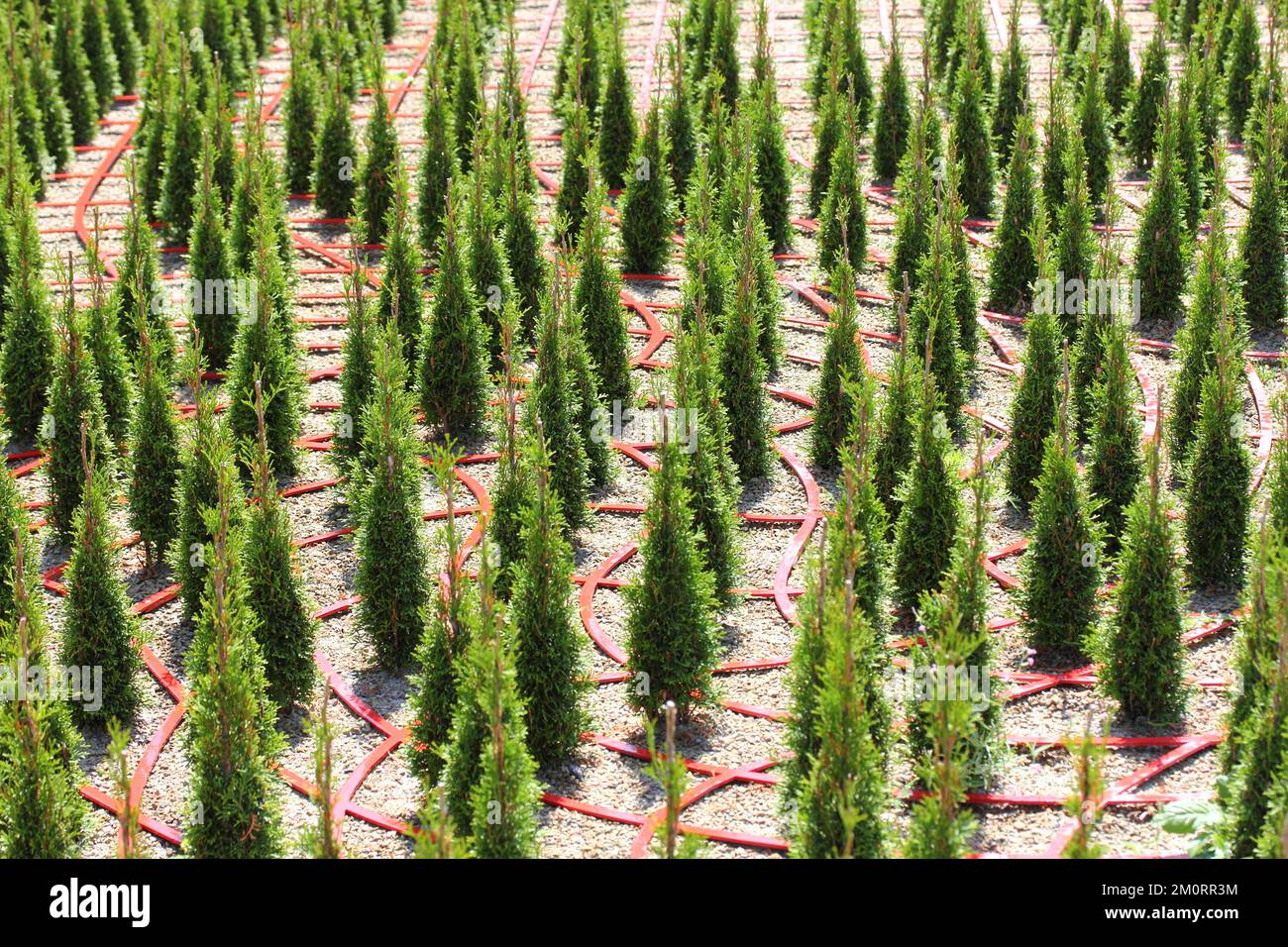 planted many small conifers (Pinales) (Coniferales) to a pattern Stock ...