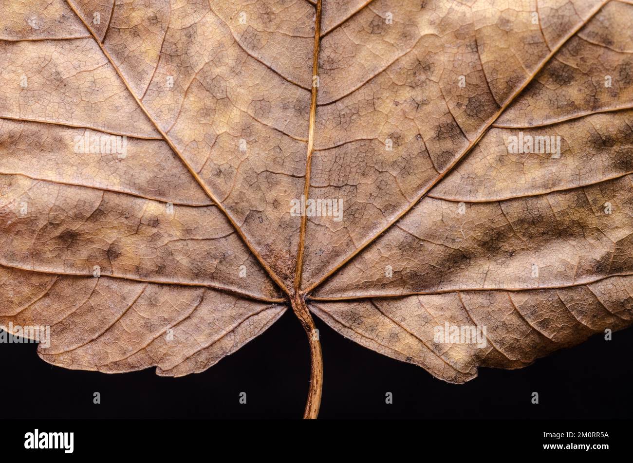 Close-up macro of dry maple leaf with branching veins, abstract tissue ...