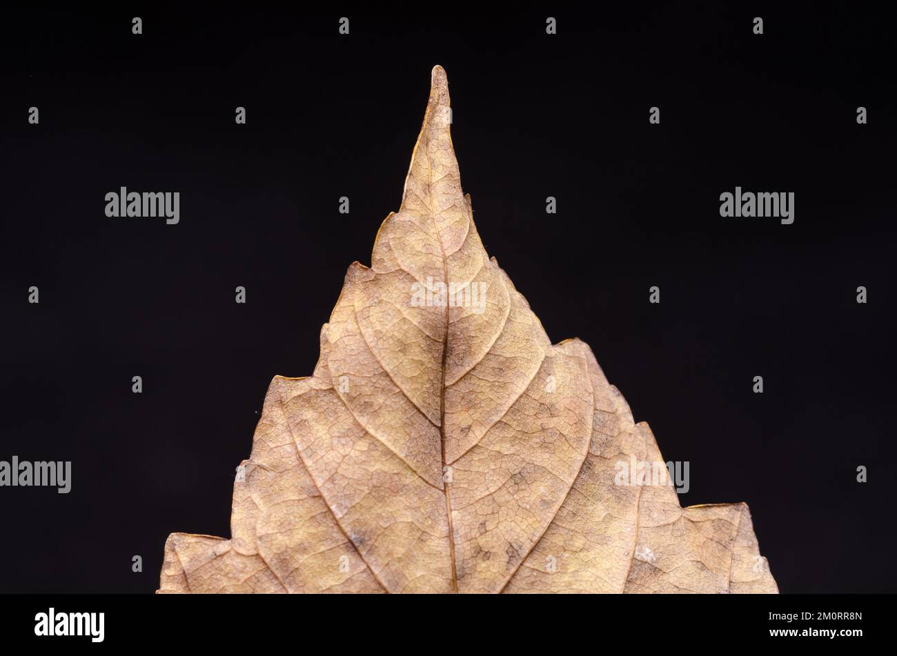 Close-up macro of dry maple leaf with branching veins, abstract tissue ...