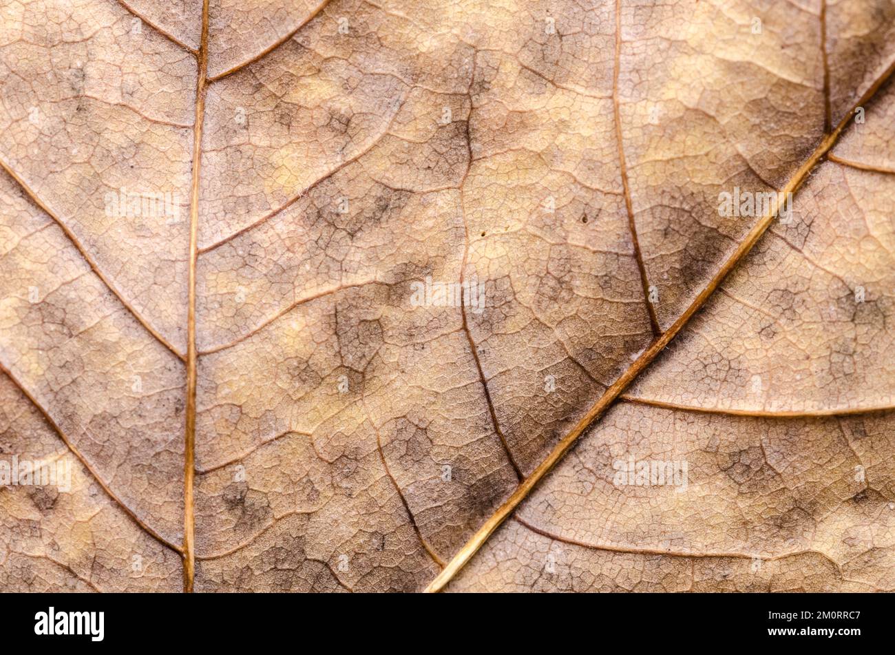 Close-up macro of dry maple leaf with branching veins, abstract tissue ...