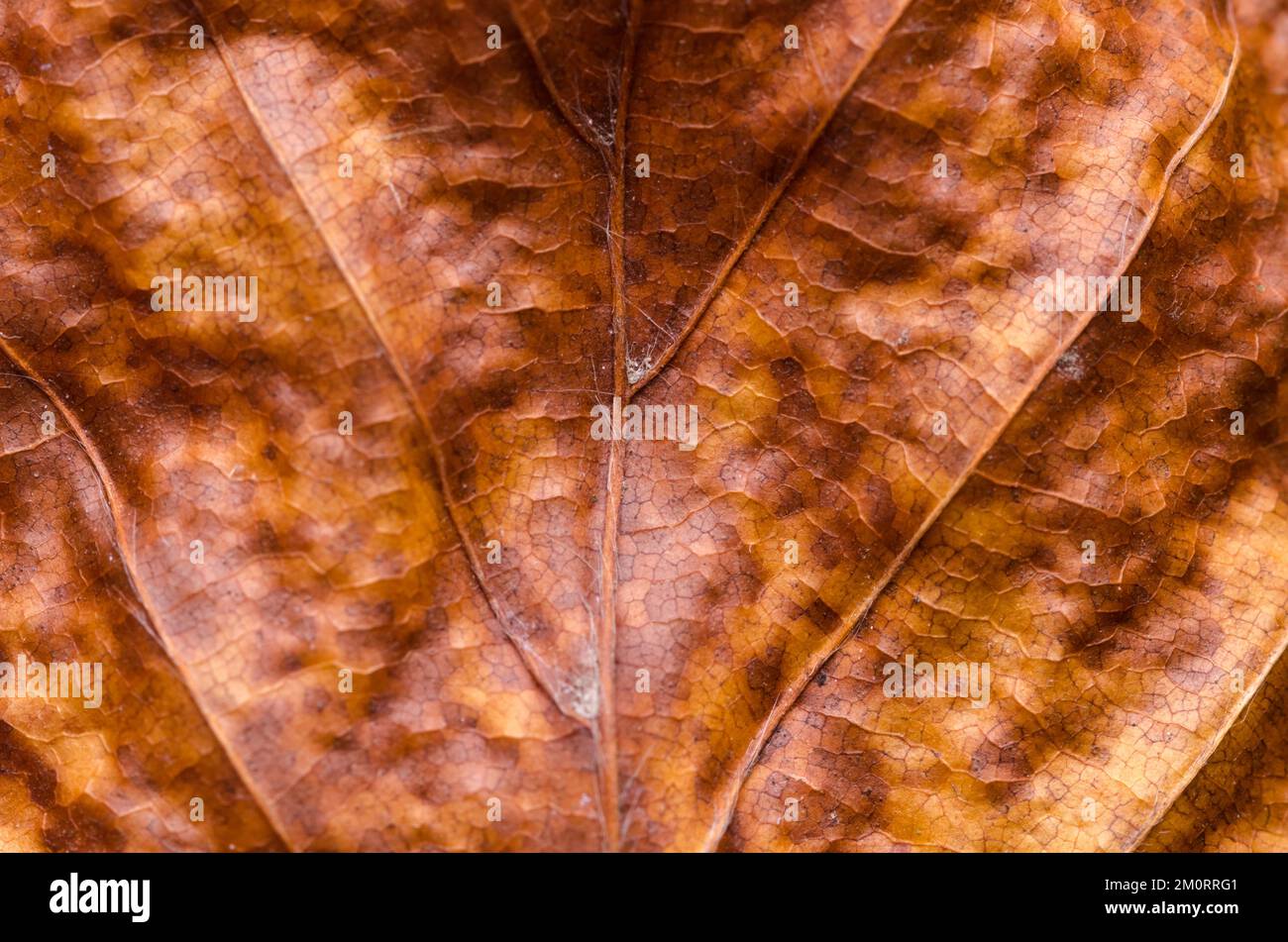 Close-up macro of dry maple leaf with branching veins, abstract tissue ...