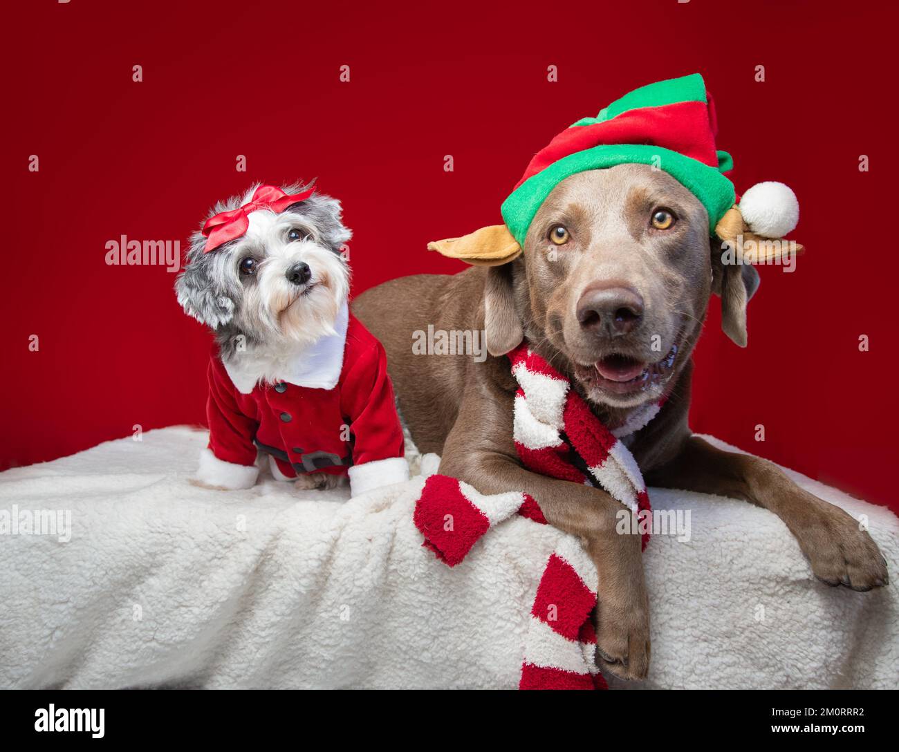 Silver labrador retriever and havapoo dressed as a Christmas elf and ...