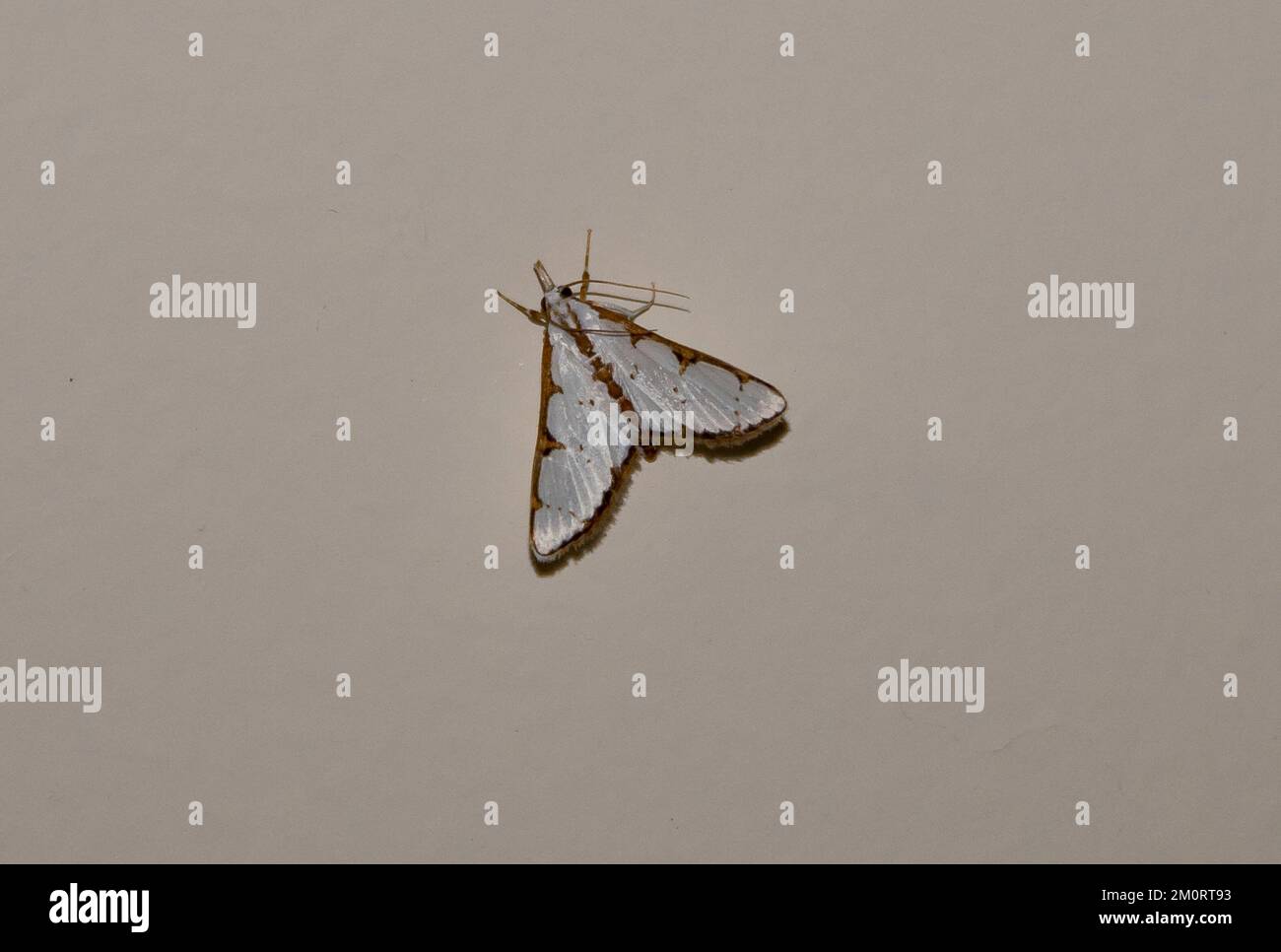 Wingspan 3 cms hi-res stock photography and images - Alamy