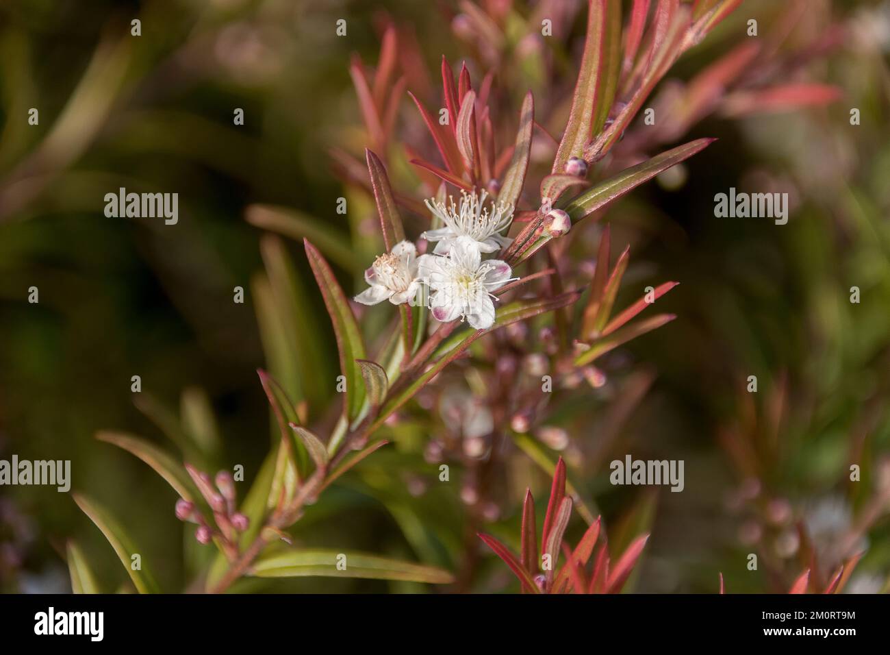 White, star-shaped flowers and new pink leaves of Australian Midyim ...