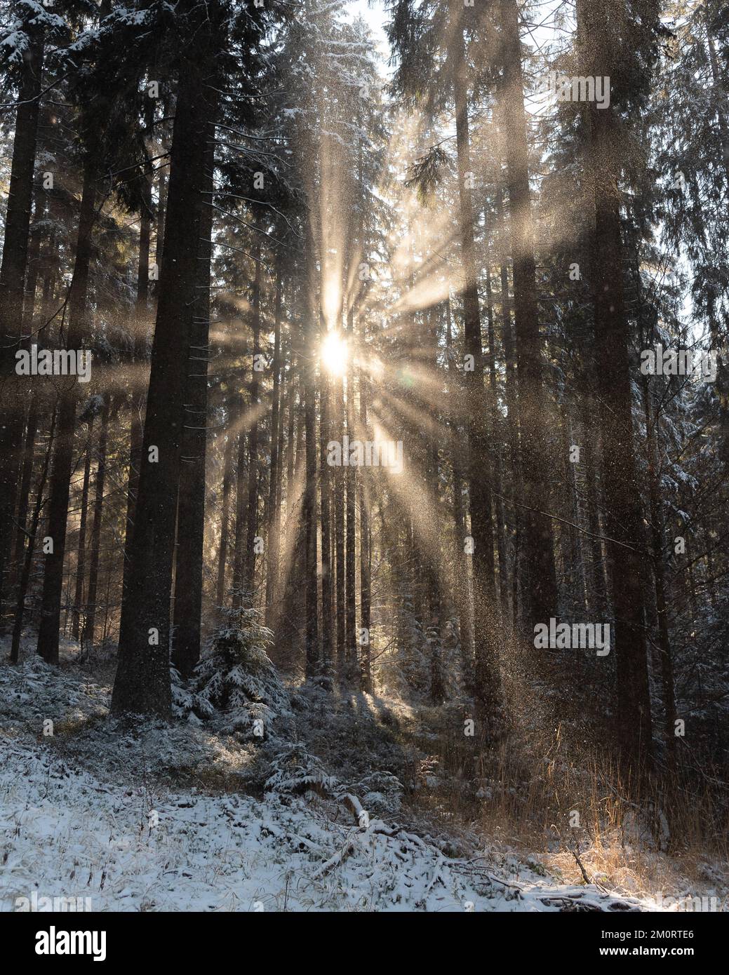 A vertical shot of the sun shining through the high trees in a white ...