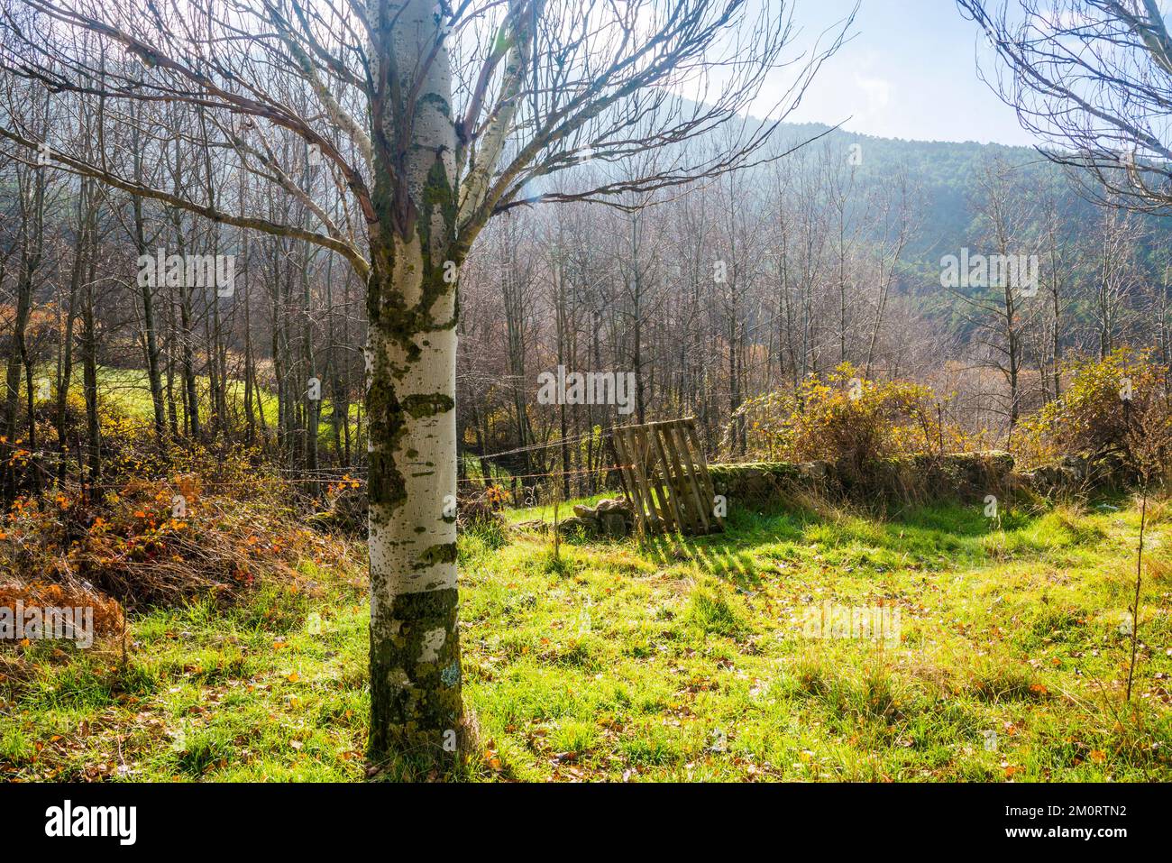 Forest. Bustarviejo, Madrid province, Spain Stock Photo - Alamy