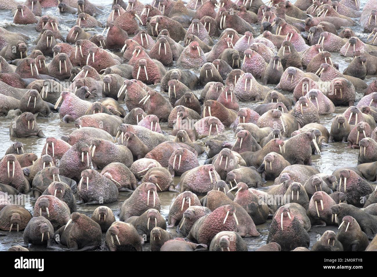 A herd of Walruses (Odobenus) on the seashore in Alaska, Aleutian ...