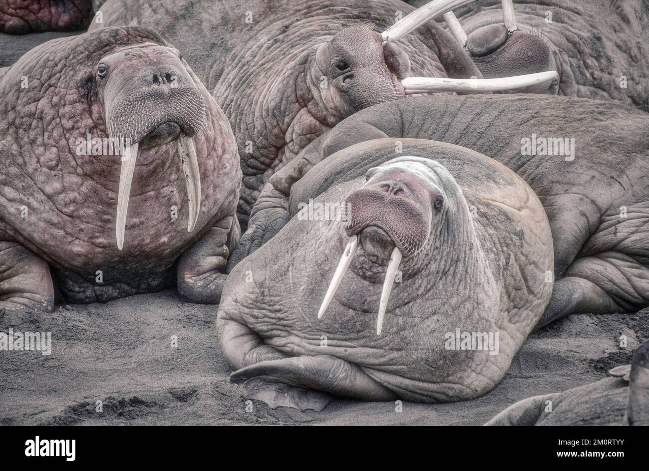 A herd of Walruses (Odobenus) on the seashore in Alaska, Aleutian ...