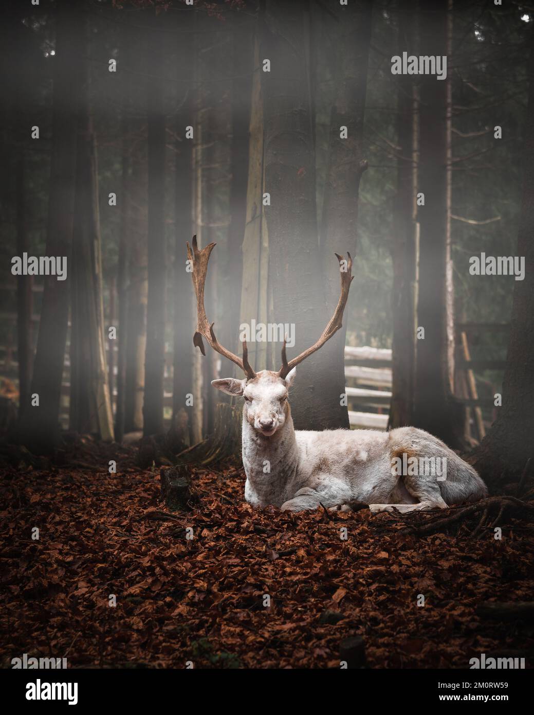 A vertical of a white doe sitting in fallen leaves in a national park ...