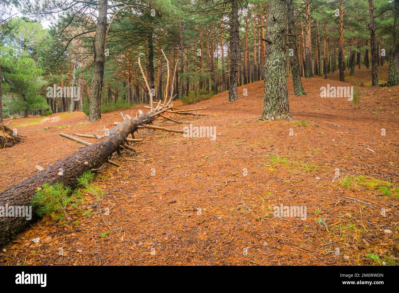 Paisajes de bosques hi-res stock photography and images - Alamy