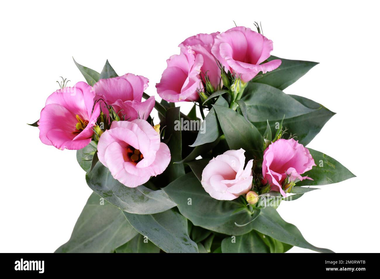 Pink flower of Prairie Gentian plant on white background Stock Photo ...