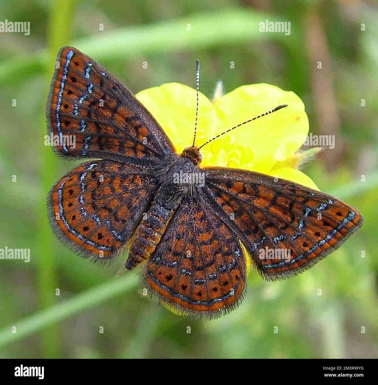Very smallest butterfly hi-res stock photography and images - Alamy