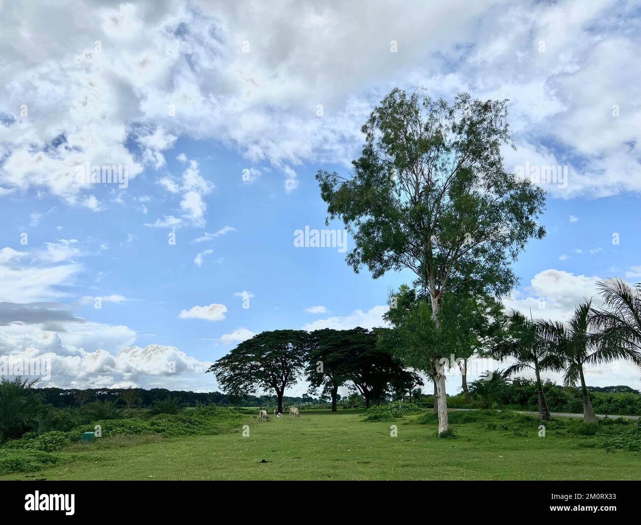 Excellent landscape with cloudy blue sky. Perfect to use as wallpaper ...