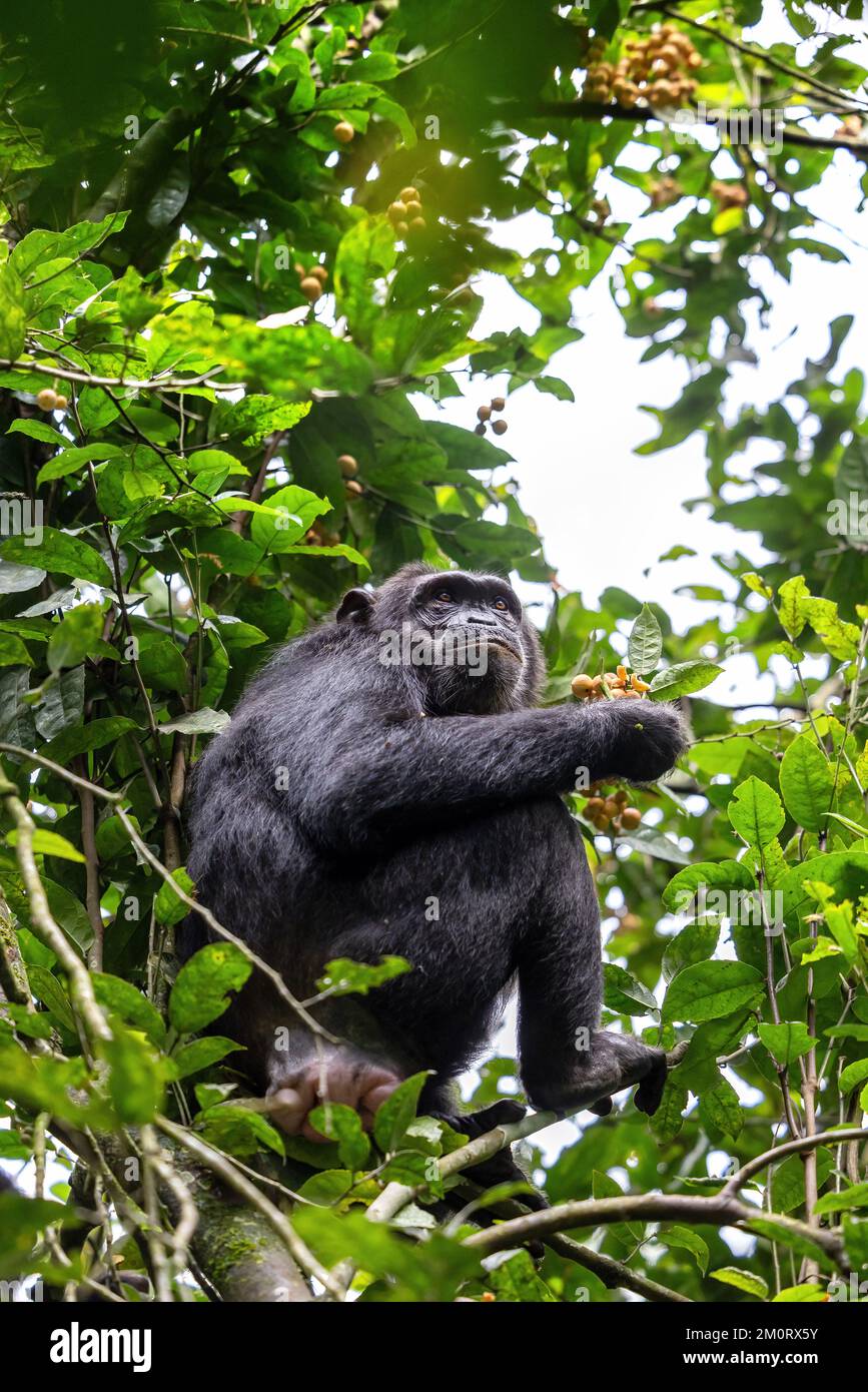 Adult chimpanzee, pan troglodytes, eats fruit in the tropical ...