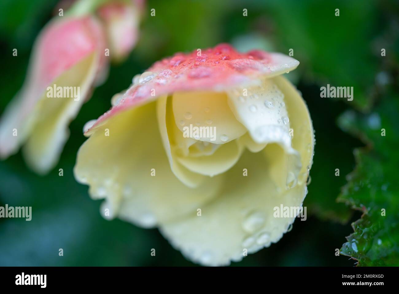 A macro shot of a garden rose with water drops on the petals on an ...