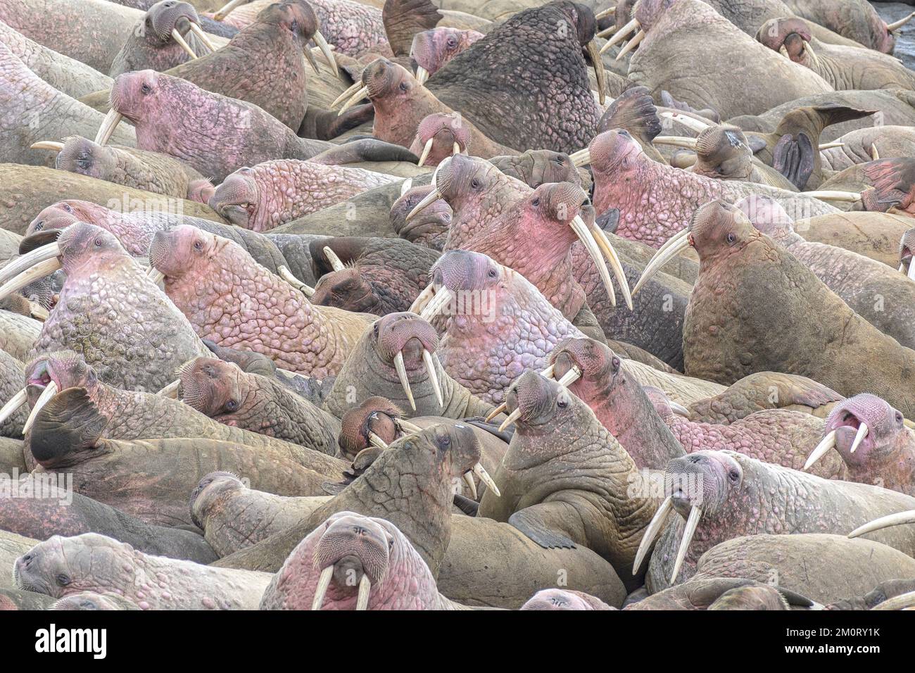 An aerial view of herd of walruses Stock Photo - Alamy