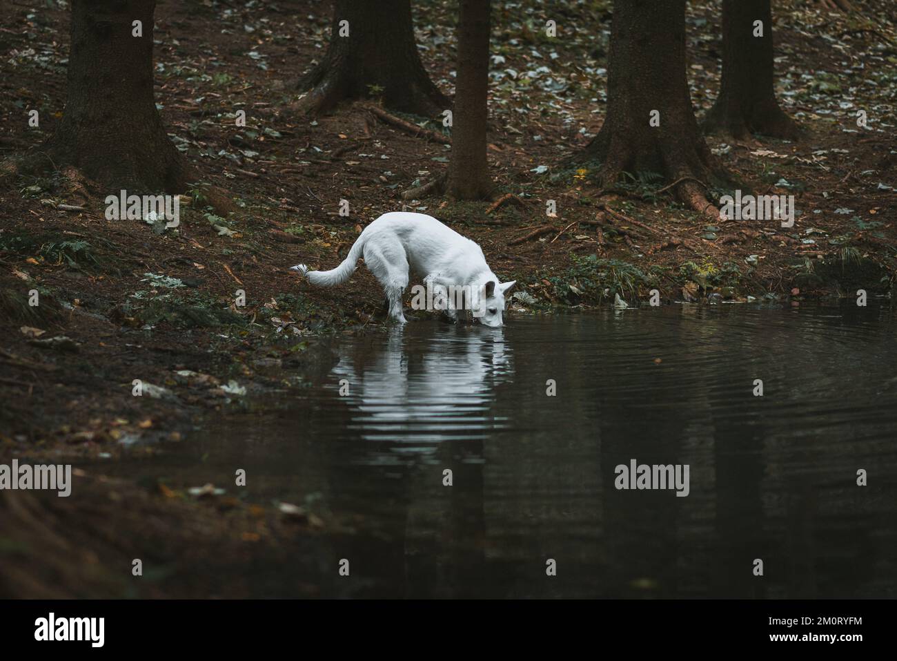 A white Swiss Shepherd drinking water from a lake in a forest in Czech ...