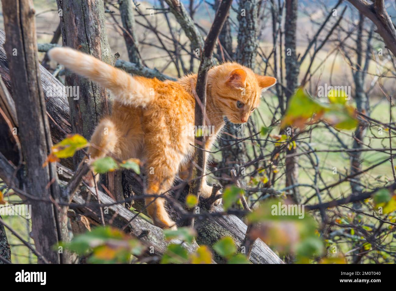 Feral cat tree hi-res stock photography and images - Alamy