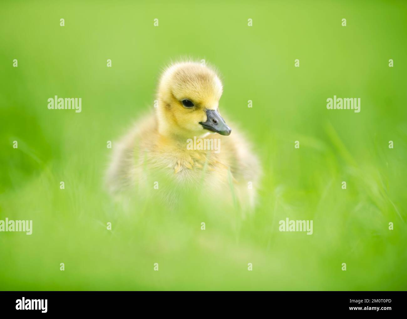A very young Canada Gosling (baby goose) is shown surrounded by green ...