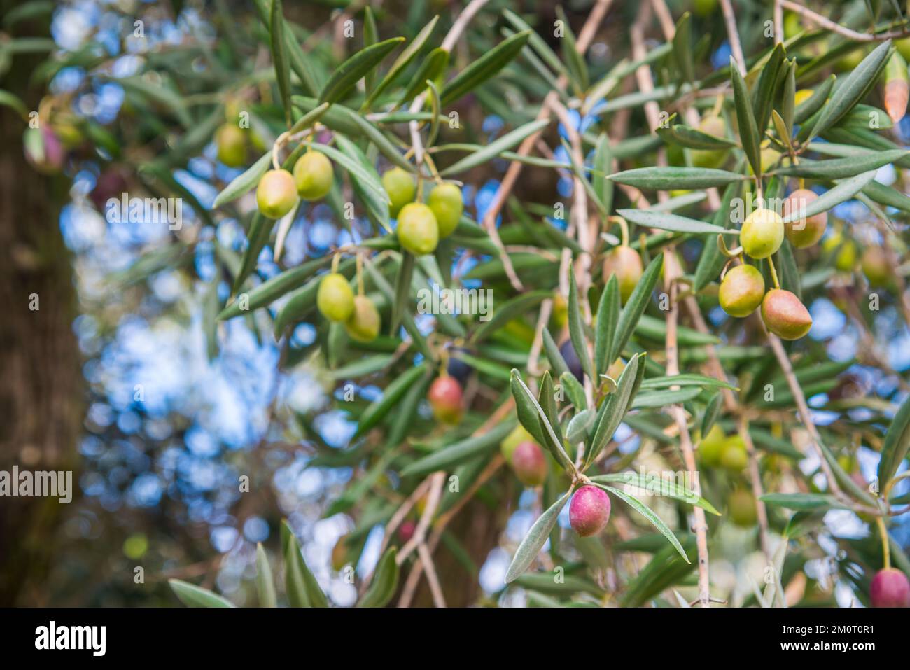 Ramas de olivo hi-res stock photography and images - Alamy