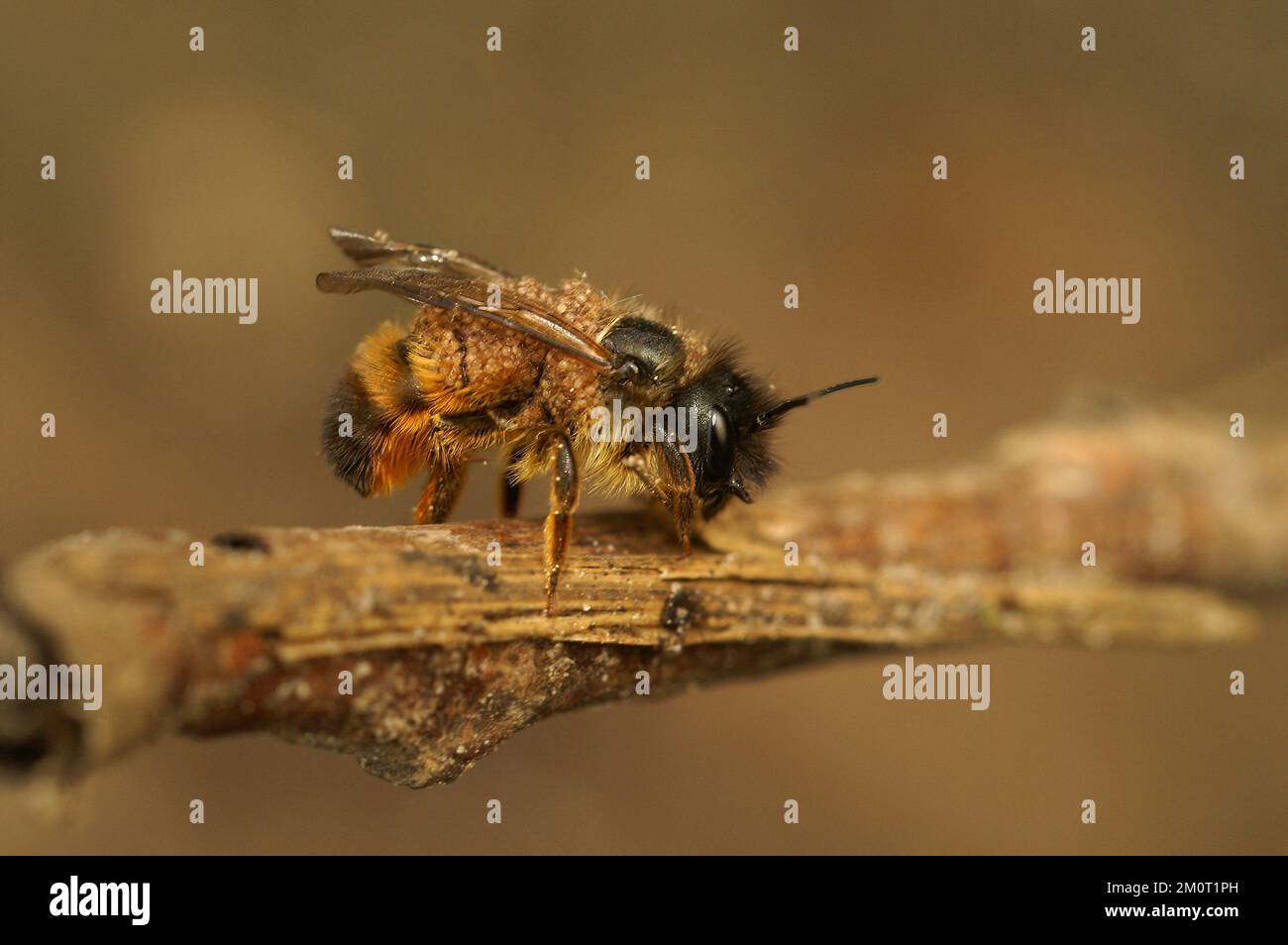 Natural closeup on a female Red mason bee, Osmia rufa, heavily ...