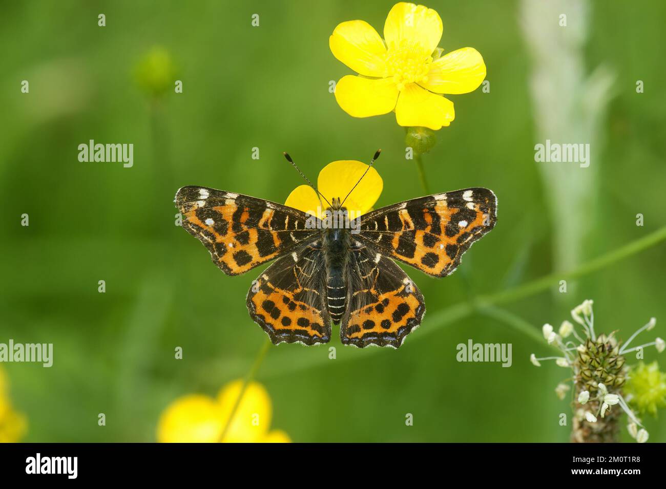 Natural closeup on the colorful orange spring version of the map ...