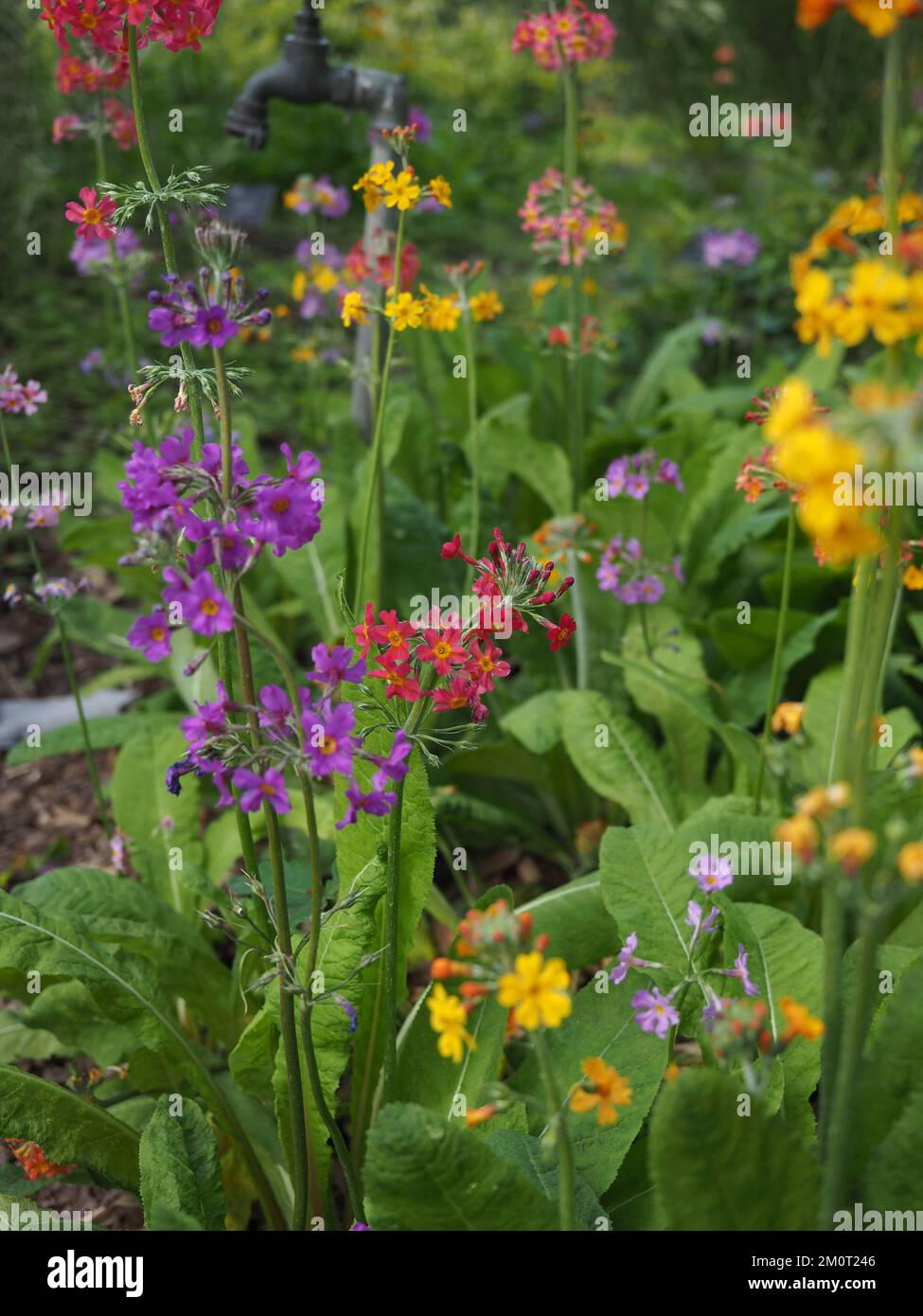 Olympus primrose hi-res stock photography and images - Alamy