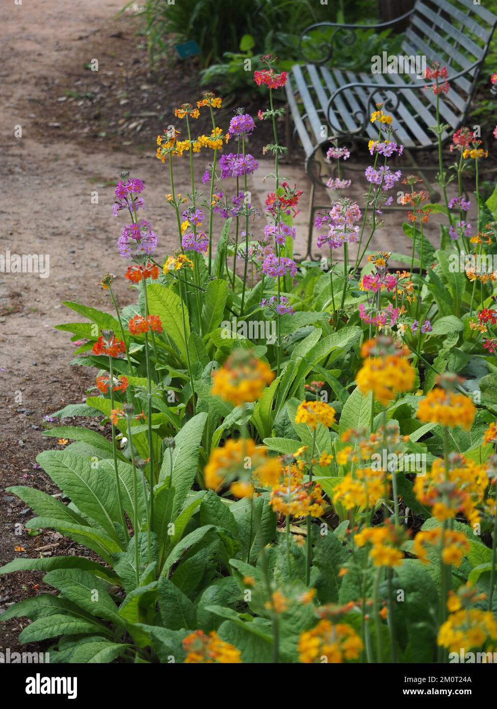 Olympus primrose hi-res stock photography and images - Alamy