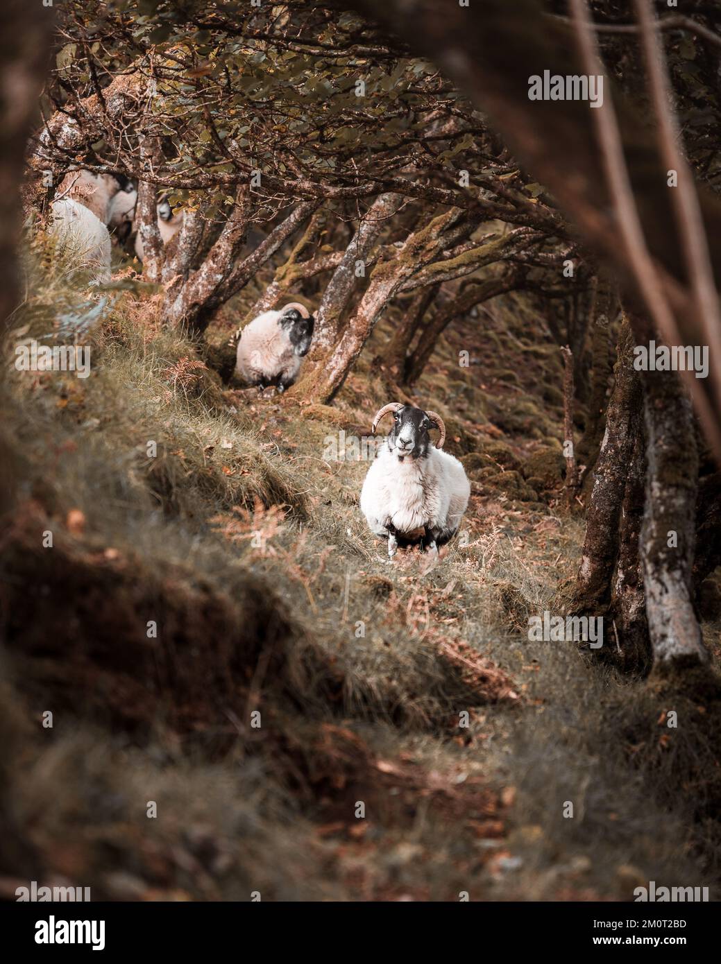 A vertical shot of the Scottish Blackface sheep in the forest looking ...