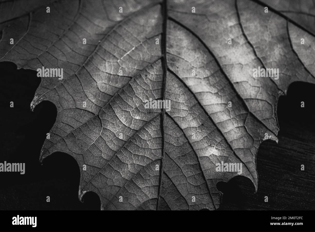 A grayscale closeup of the maple leaf on the dark background Stock ...