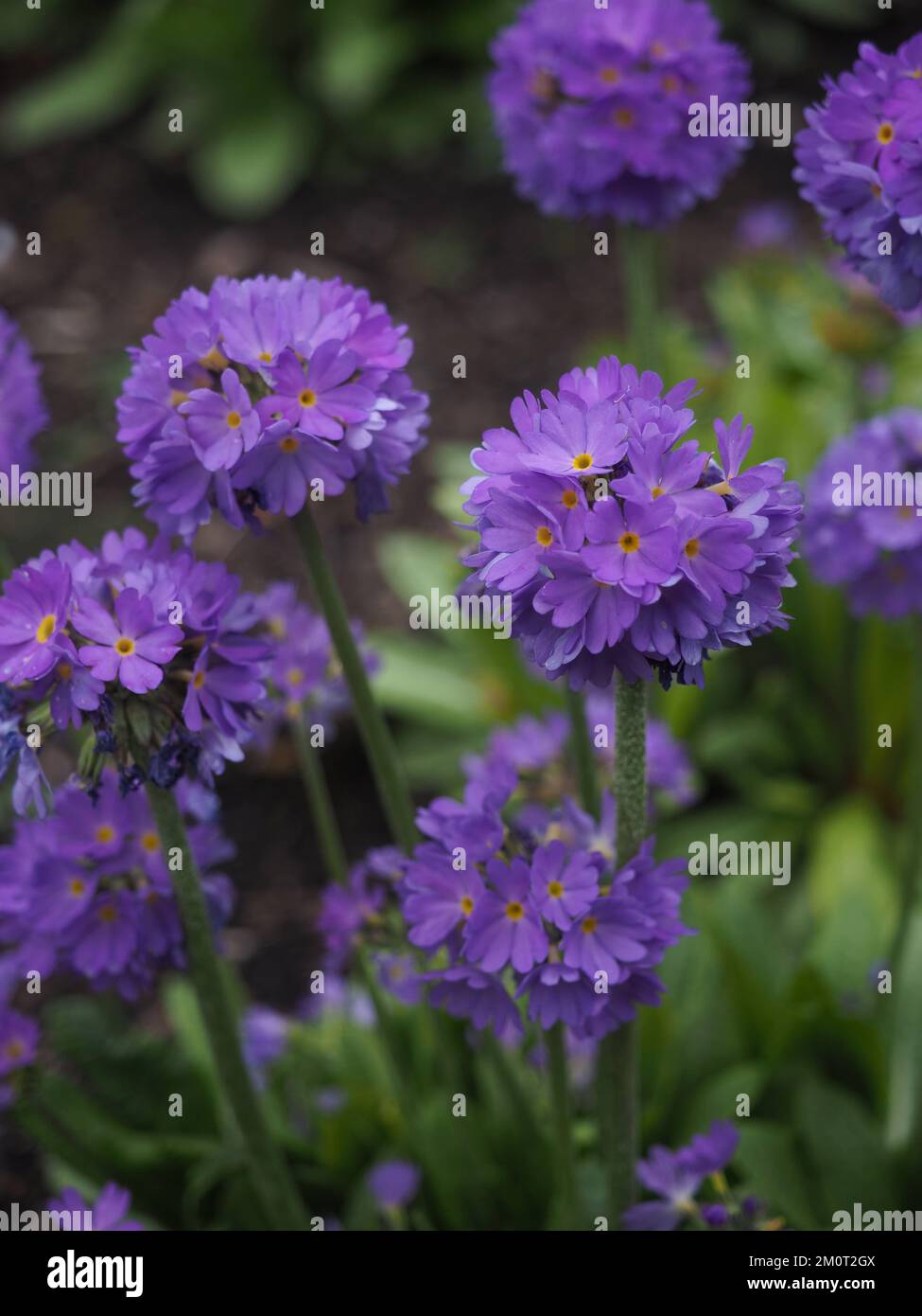 Olympus primrose hi-res stock photography and images - Alamy