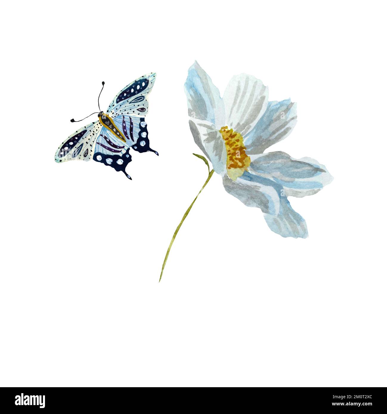 Daisy butterfly blue flower red sketch watercolor Stock Photo - Alamy