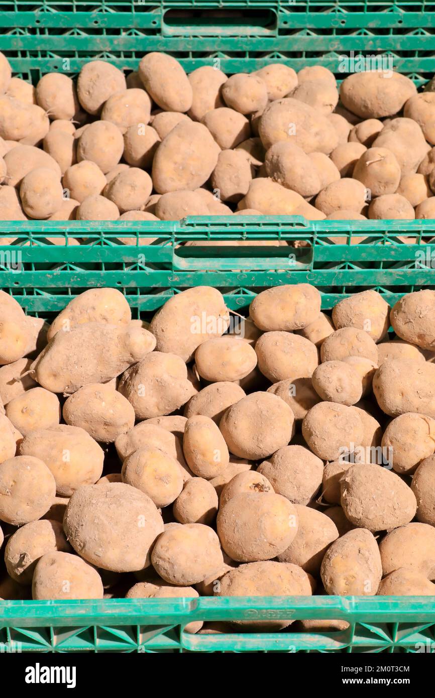 Bintje potato hi-res stock photography and images - Alamy