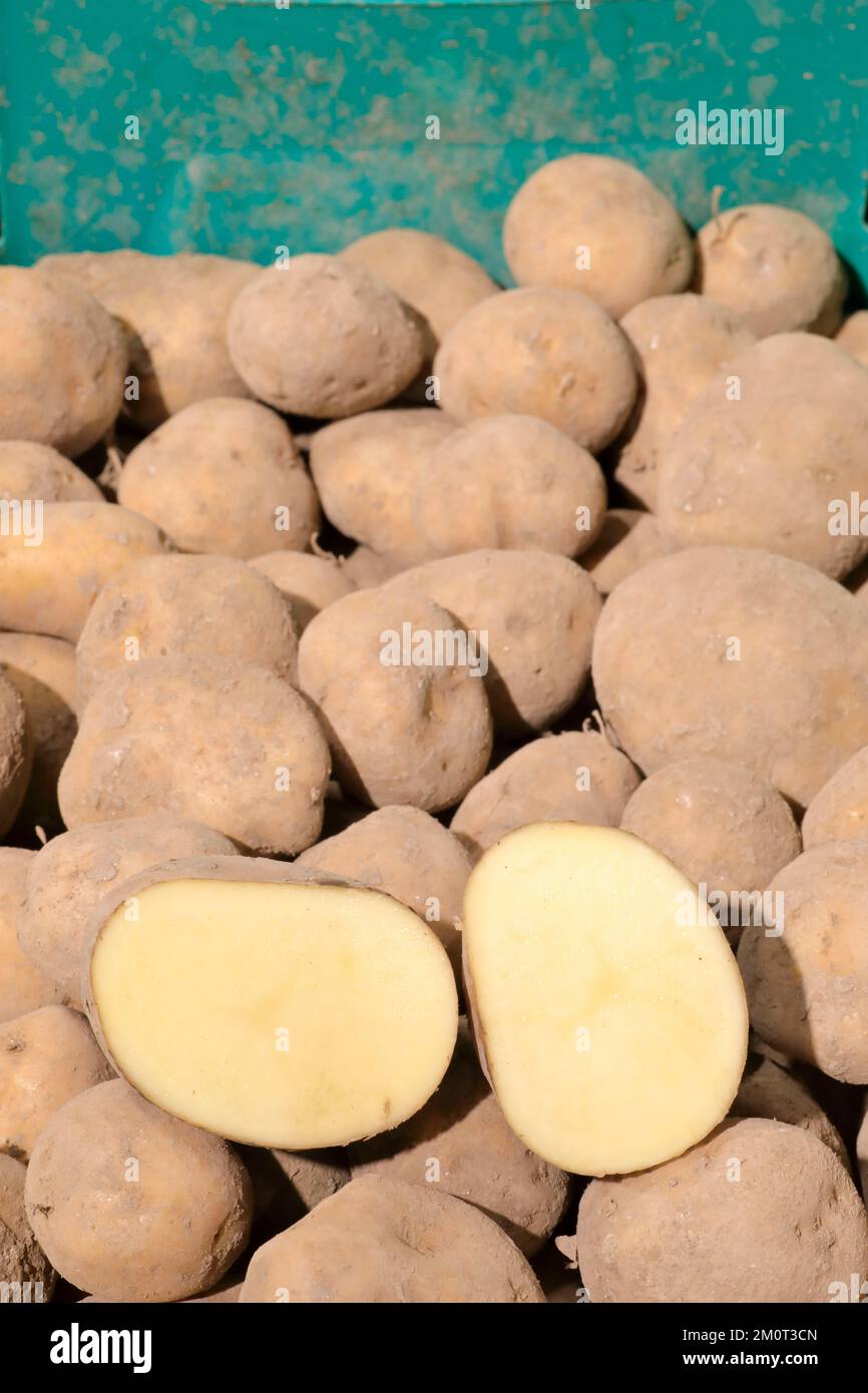 Bintje potato hi-res stock photography and images - Alamy