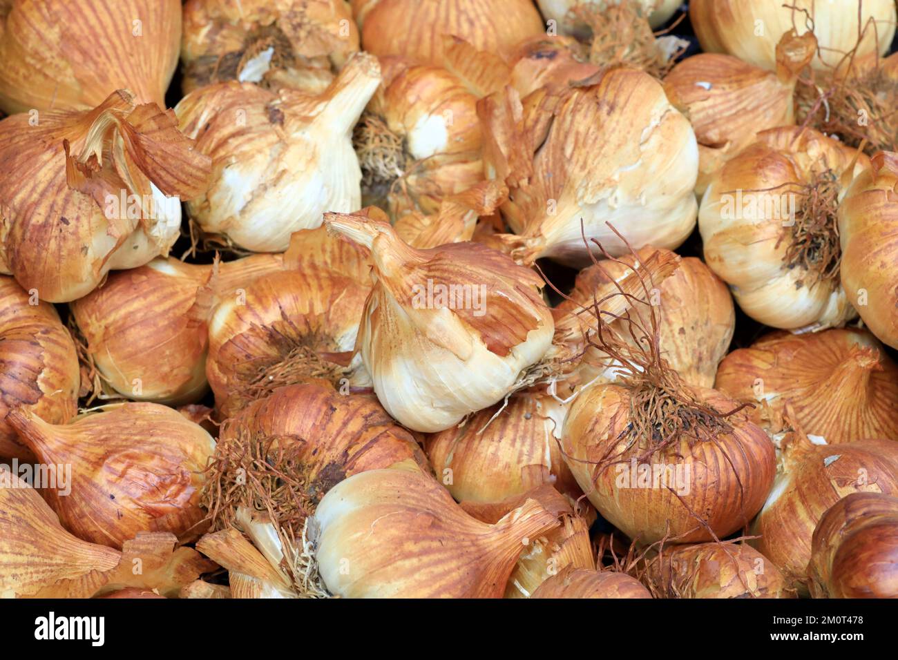 France, Nord, Cuincy, Nord Pas de Calais mining basin, Ferme du Petit ...