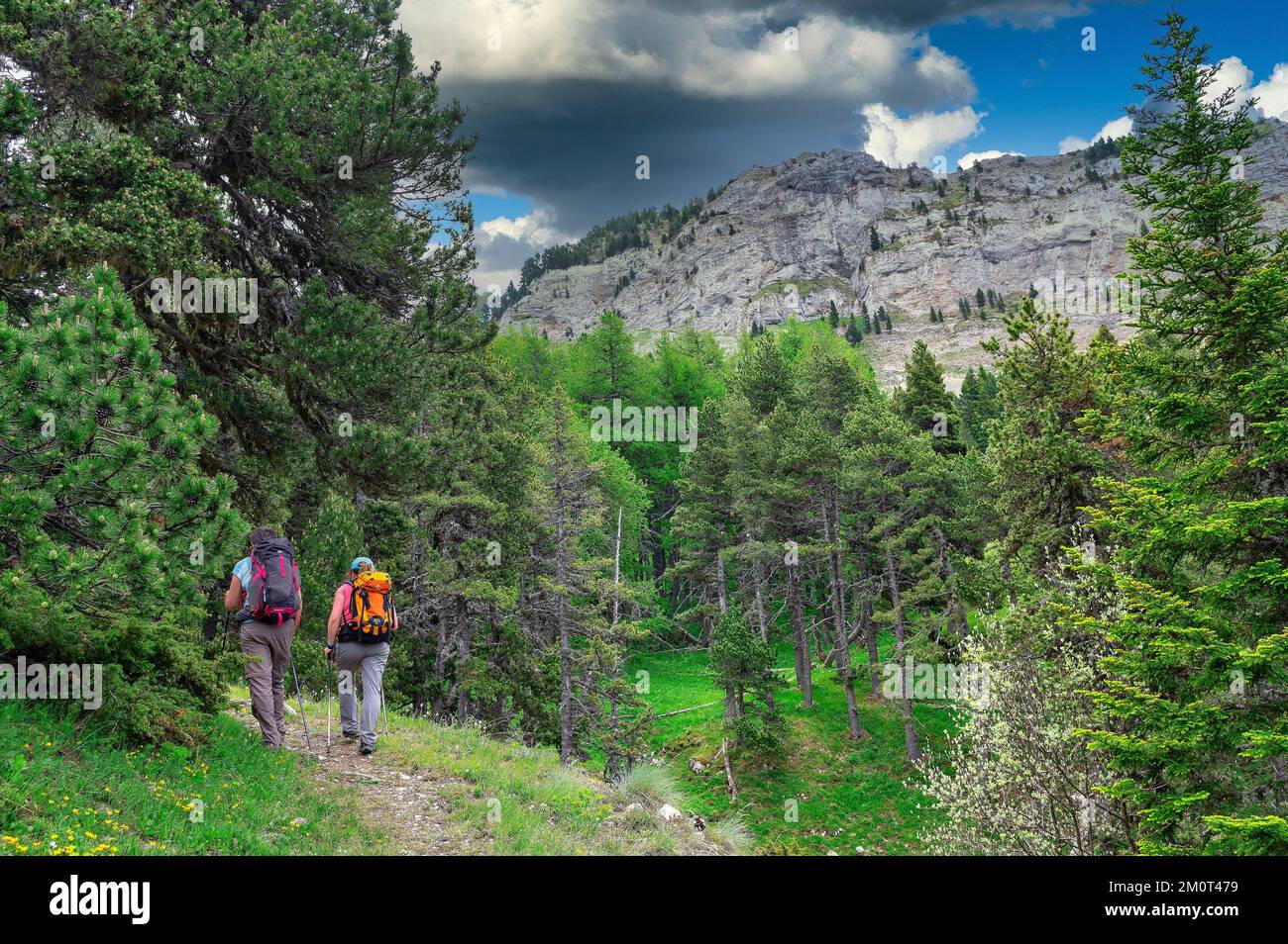 France, Drome, Lus la Croix Haute, D?voluy massif, hike to the Plate ...