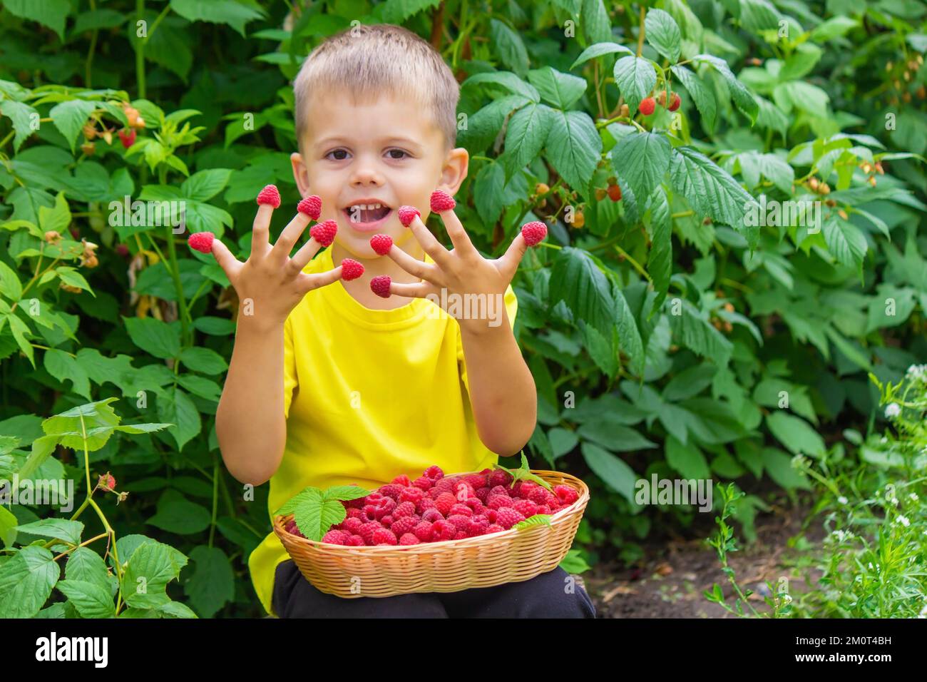 A happy little child is eating a raspberry and holding a basket with a ...